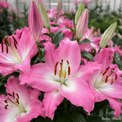 Brusago Oriental Lily | Buy Oriental Lily Bulbs online | Bulbs Direct