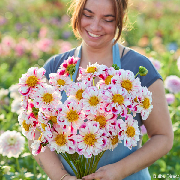 Bumble Rumble Dahlias | Order Dahlia Tubers online - Bulbs Direct NZ