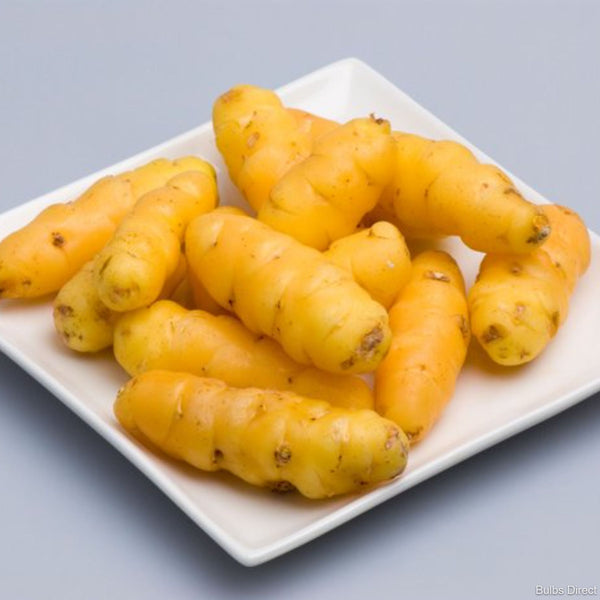 Red Yam Seed | Grow your own Yams | Bulbs Direct NZ