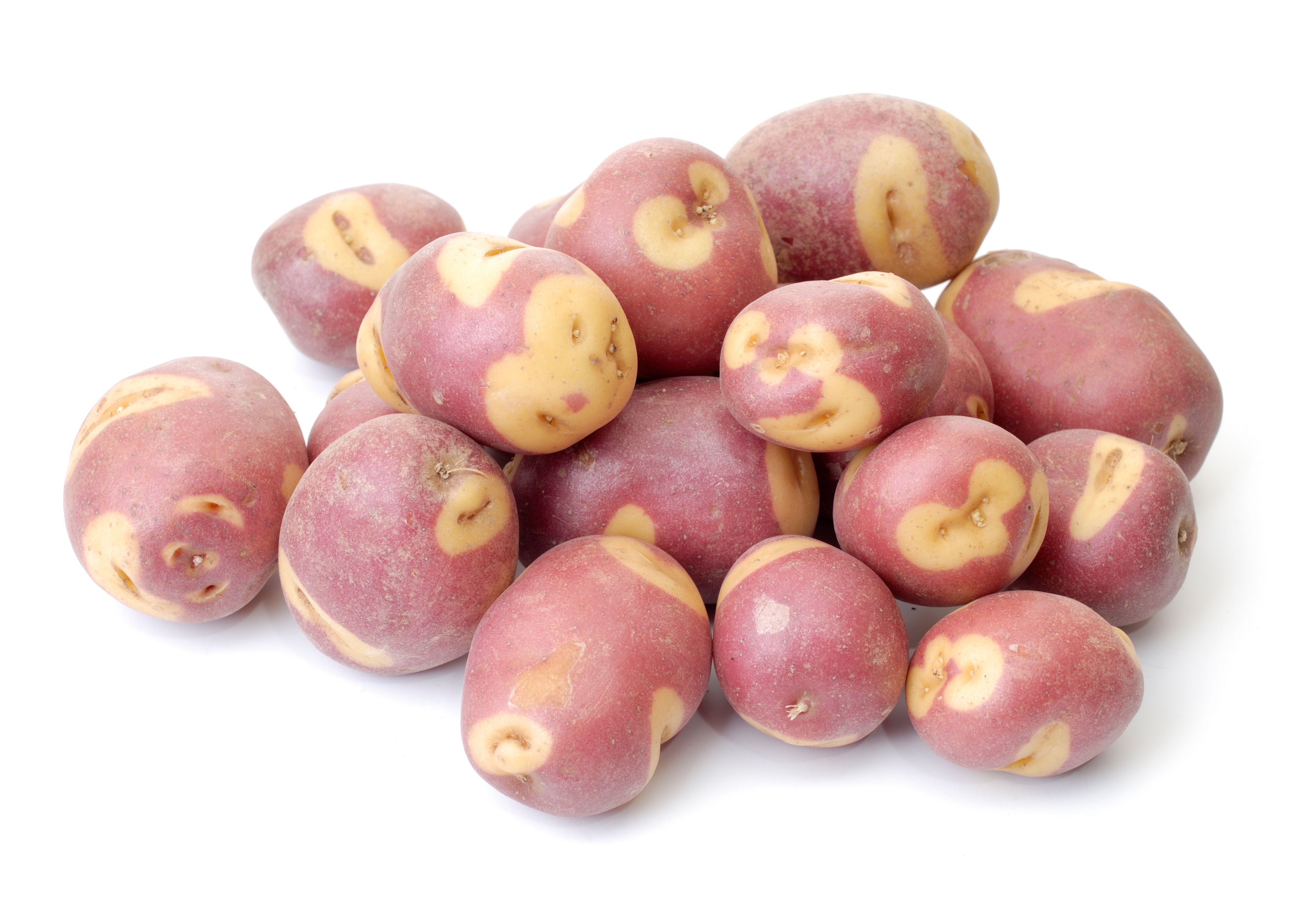 Apache (Early Crop) – Bulbs Direct