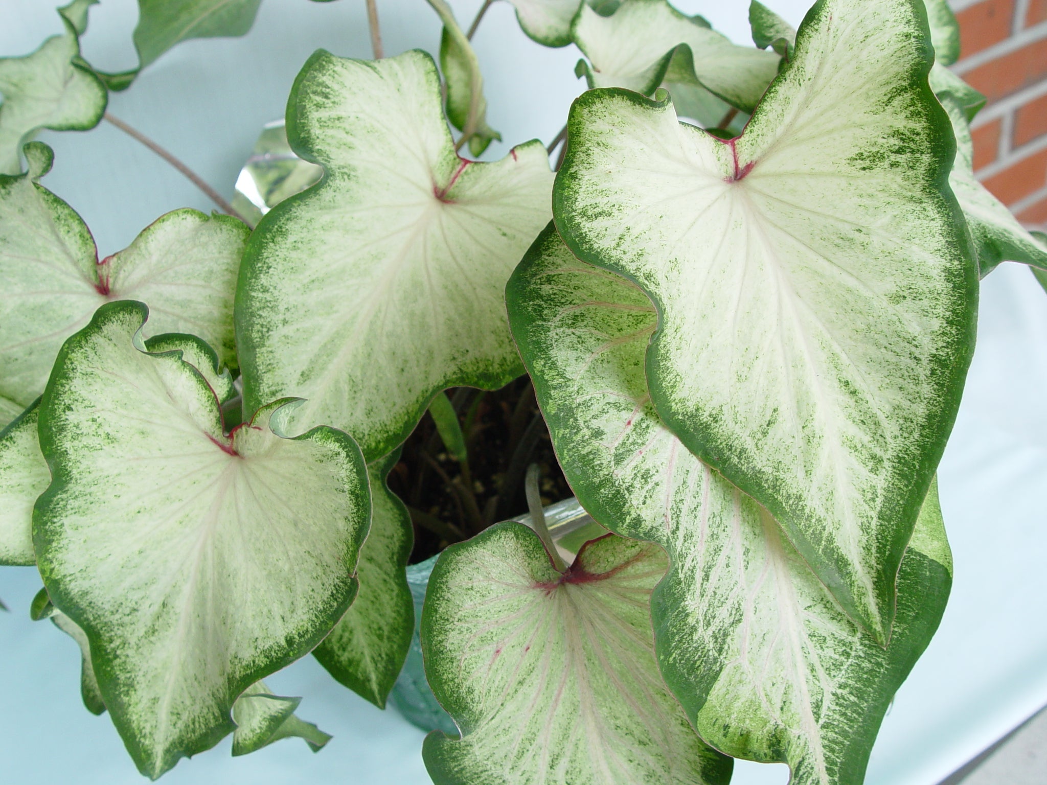 Caladium White Wing – Bulbs Direct