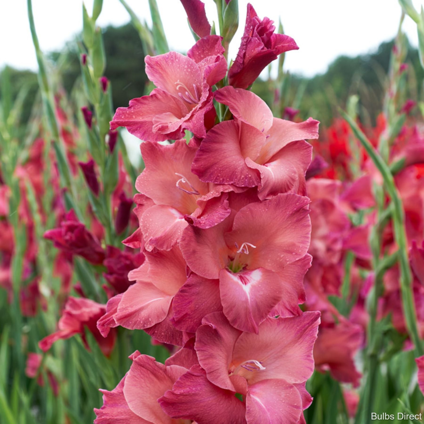 Indian Summer Gladioli | Order Gladioli Bulbs online - Bulbs Direct NZ