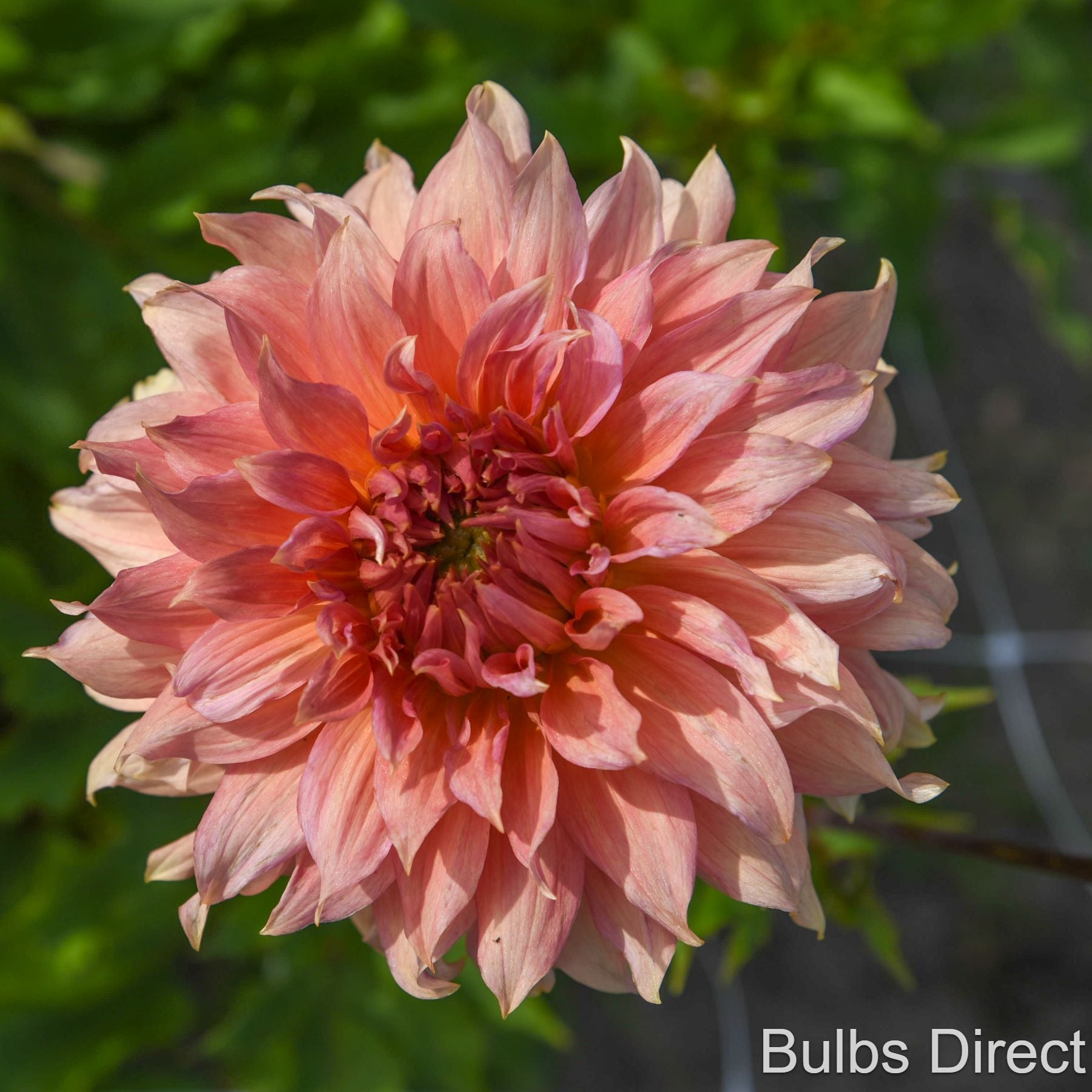 Fairway Spur Dahlias | Buy Dahlia Tubers online | Bulbs Direct NZ