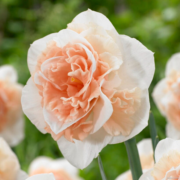 Flower Surprise | Order Daffodil Bulbs online | Bulbs Direct NZ