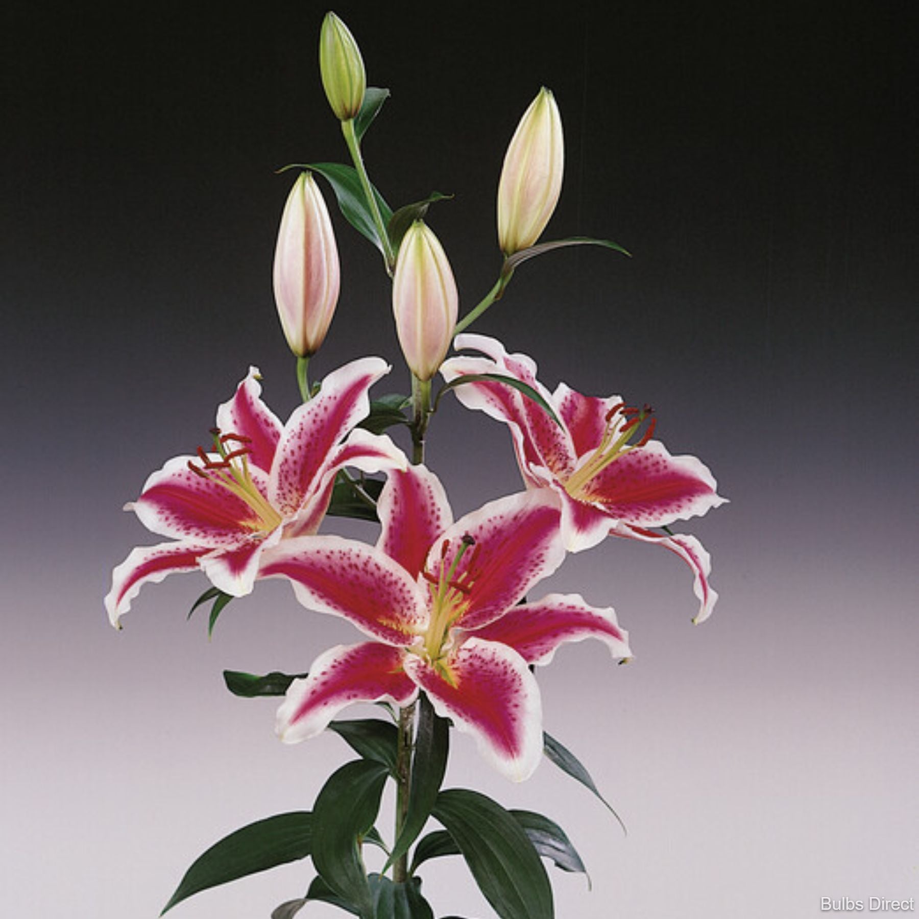 Gracioli Oriental Lilies | Order Lily Bulbs online | Bulbs Direct NZ