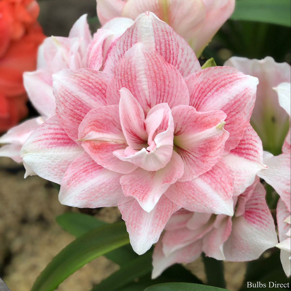 Hippeastrum Candy Belle | Soft Pink Amaryllis | Bulbs Direct