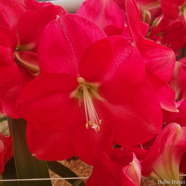 Hippeastrum Candy Cream | Vibrant Pink Amaryllis | Bulbs Direct