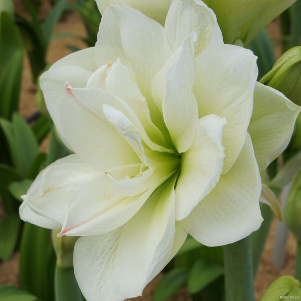Hippeastrum White Amadeus | Double White Amaryllis | Bulbs Direct