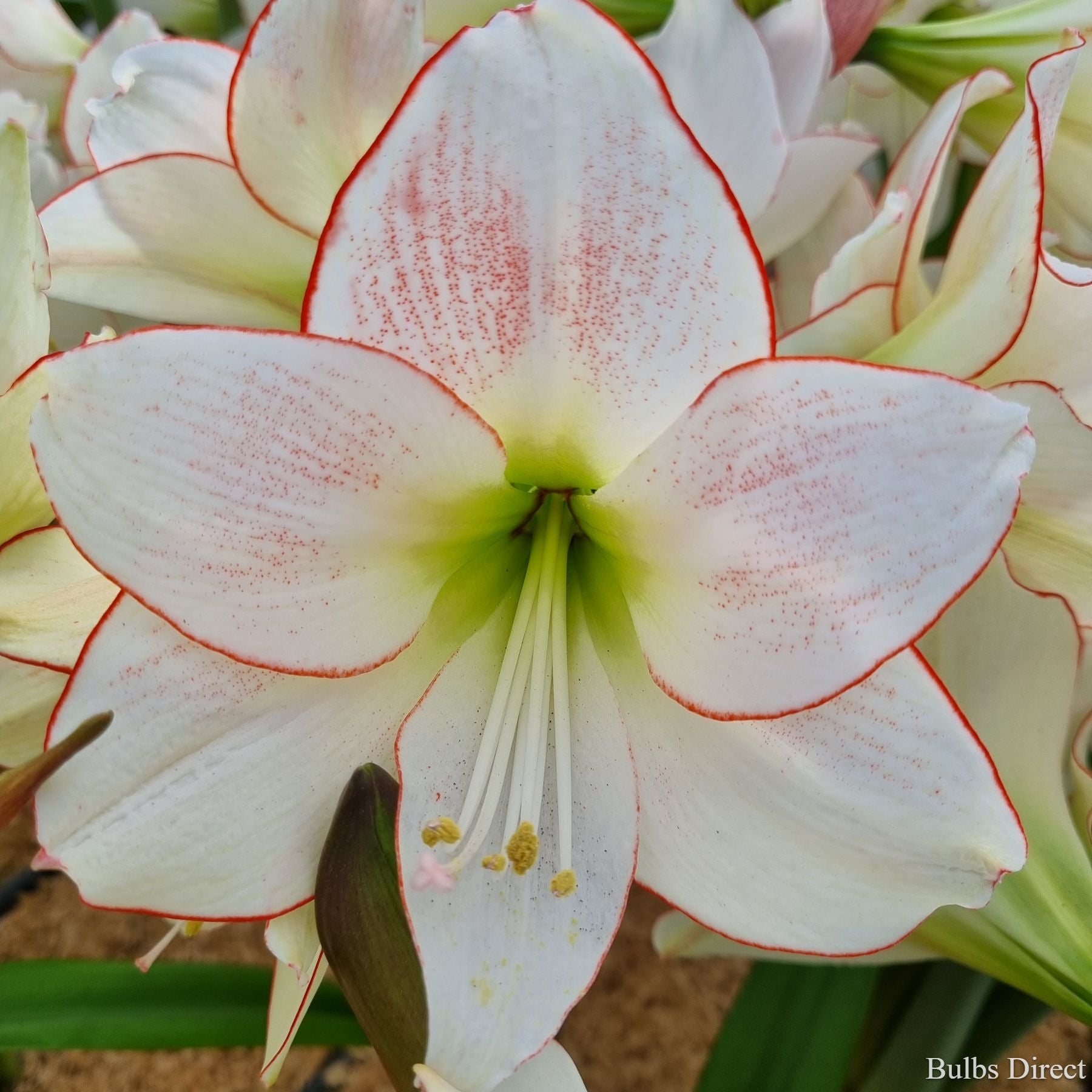 Picotee – Bulbs Direct