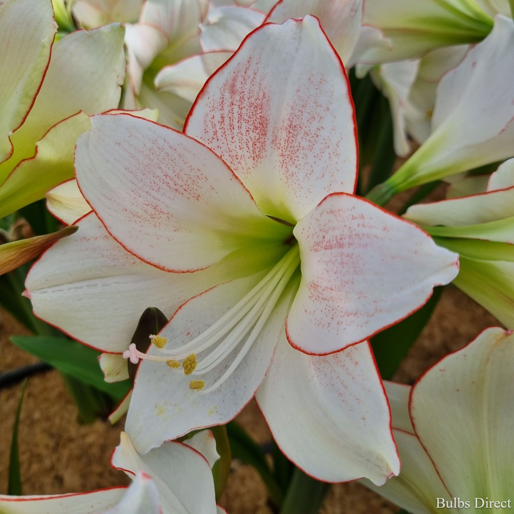 Picotee – Bulbs Direct