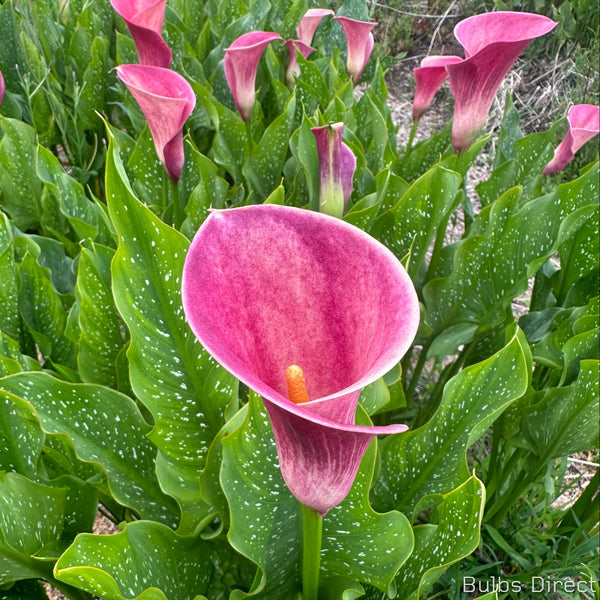 Pink Callas | Order Calla Lily Bulbs online | Bulbs Direct
