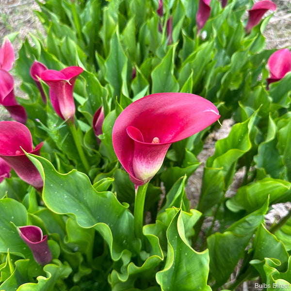 Majestic Red Callas | Order Calla Lily Bulbs online | Bulbs Direct NZ