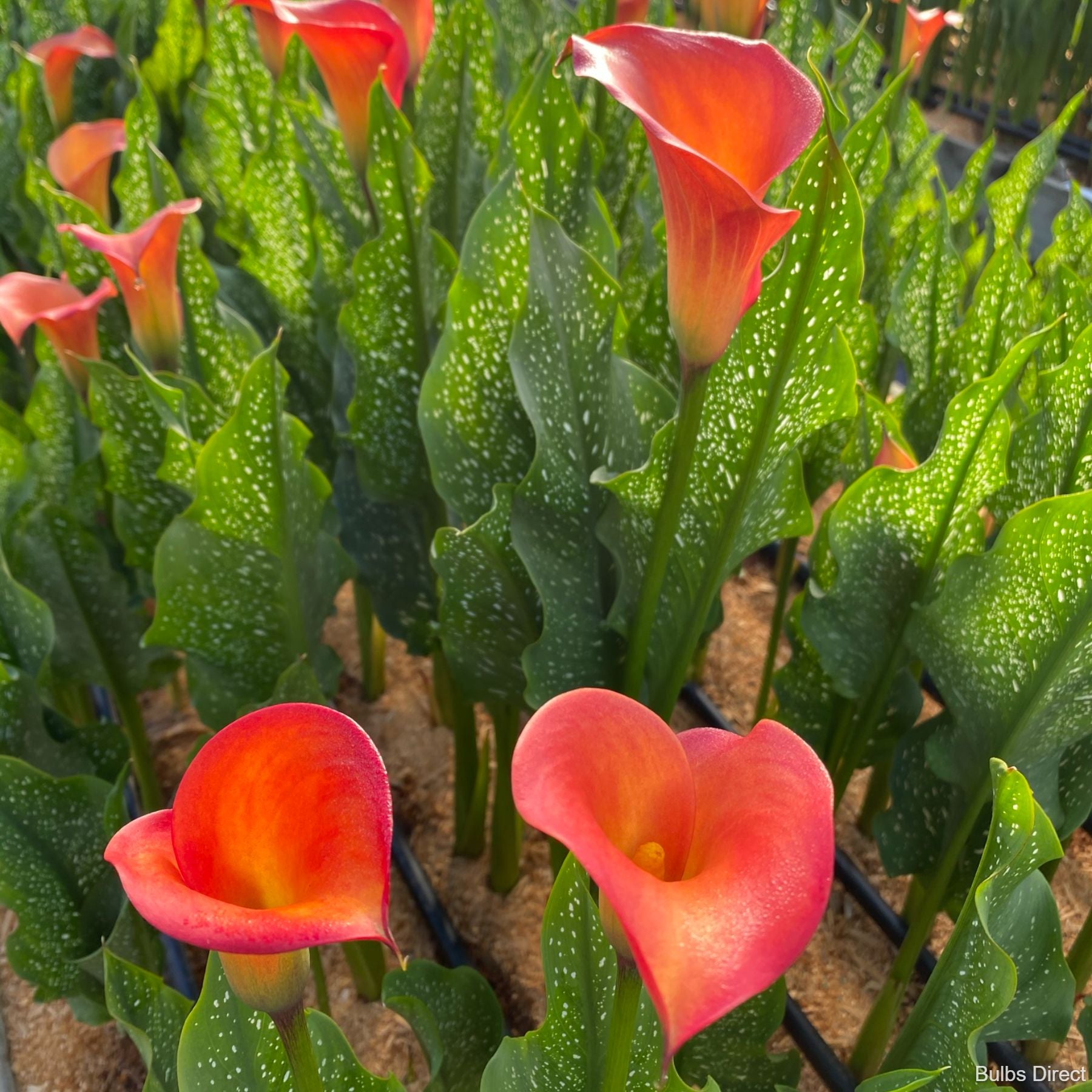 NZ grown Calla Bulbs | Order Calla Lily Bulbs online - Bulbs Direct NZ