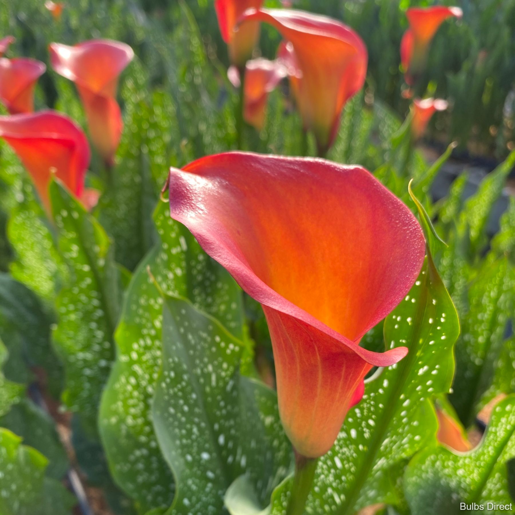 NZ grown Calla Bulbs | Order Calla Lily Bulbs online - Bulbs Direct NZ