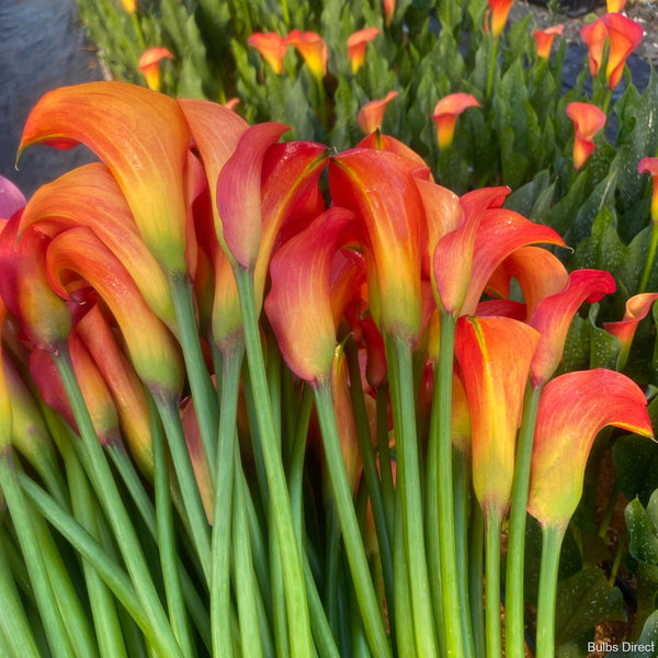 NZ grown Calla Bulbs | Order Calla Lily Bulbs online - Bulbs Direct NZ