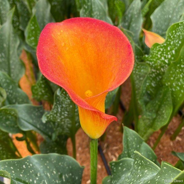 NZ grown Calla Bulbs | Order Calla Lily Bulbs online - Bulbs Direct NZ