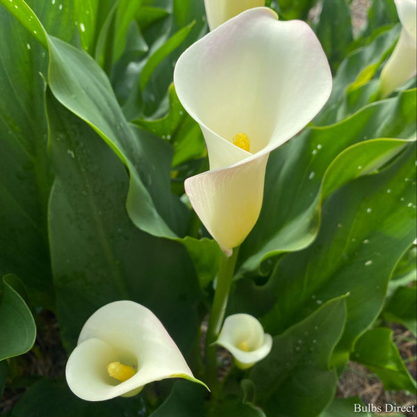 Pink Callas | Order Calla Lily Bulbs online | Bulbs Direct