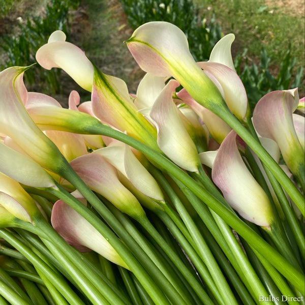 Pink Callas | Order Calla Lily Bulbs online | Bulbs Direct