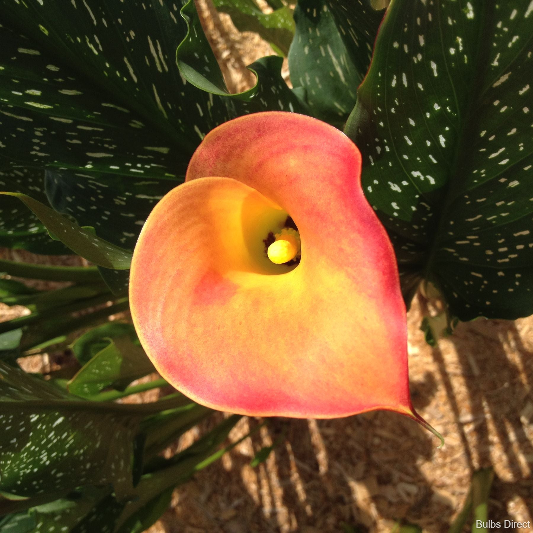 NZ grown Calla Bulbs | Order Calla Lily Bulbs online - Bulbs Direct NZ
