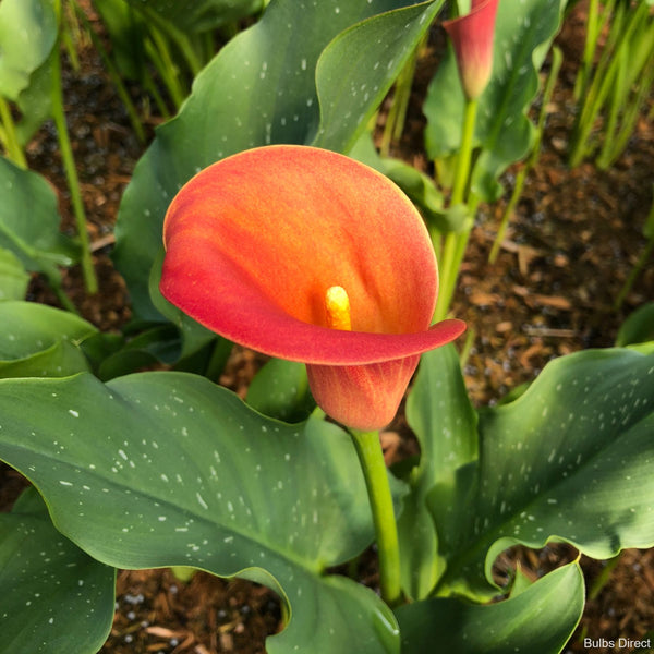Tiny Tom Callas | Order Calla Lily Bulbs online | BulbsDirect – Bulbs ...