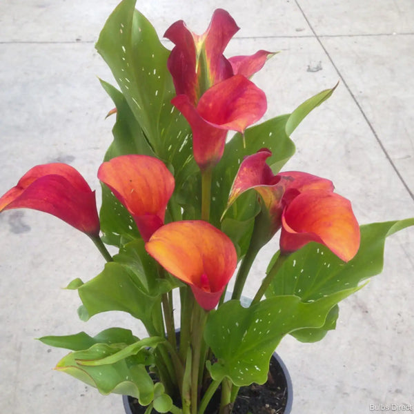 Inferno Callas | Order Calla Lily Bulbs online | Bulbs Direct