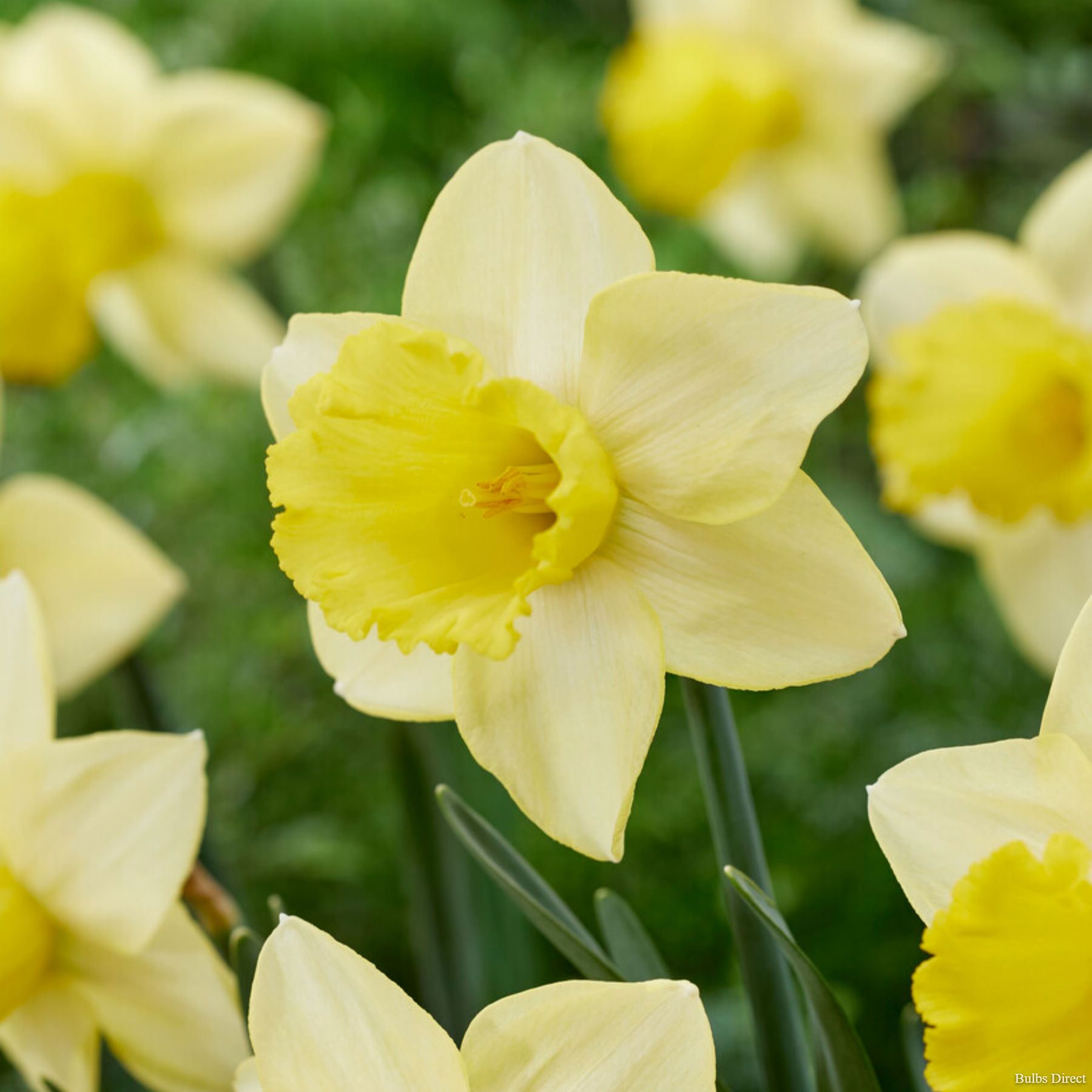 Ladea Daffodils | Order Daffodil Bulbs online | Bulbs Direct NZ