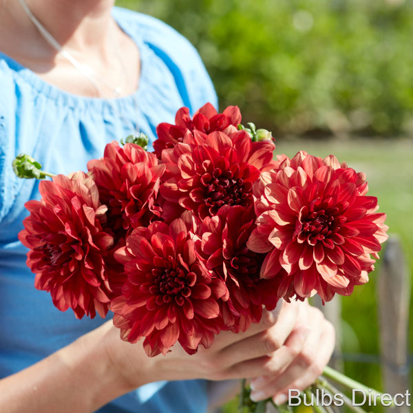 Missis Miley Dahlias | Buy your Dahlia Tubers online | Bulbs Direct NZ