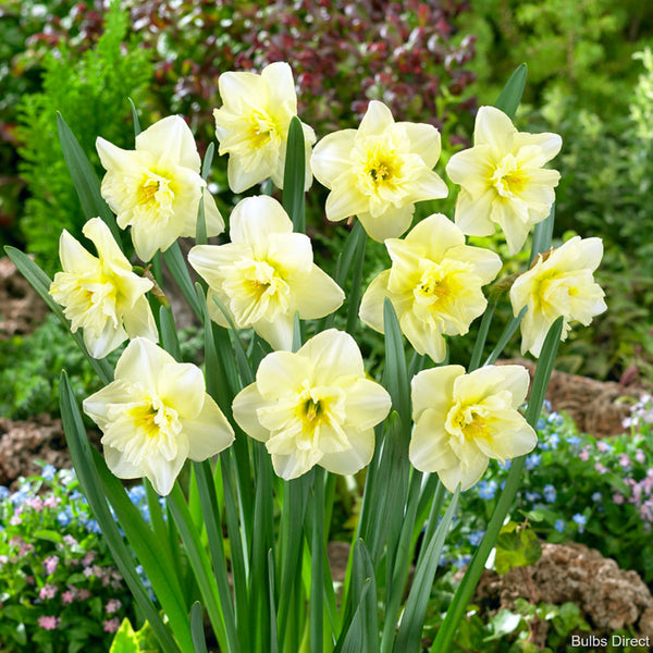 Dancing Moonlight Daffodil | Order Daffodil Bulbs online | Bulbs Direct NZ