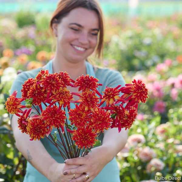 Octopus Sparkle Dahlias | Order Dahlia Tubers online - Bulbs Direct NZ