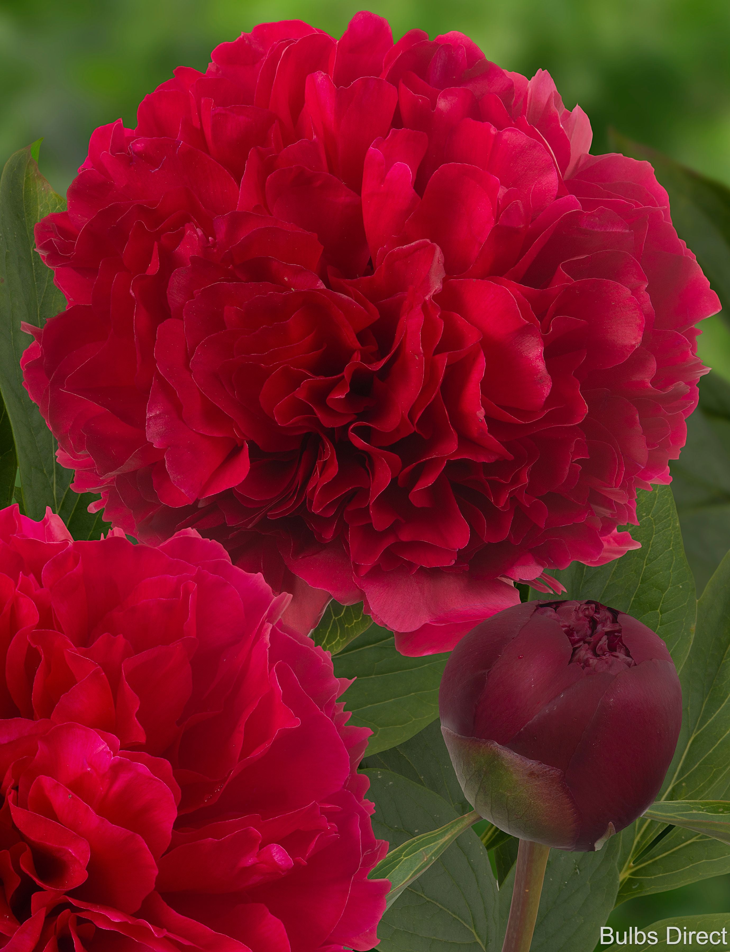 Red Magic Peonies | Buy Red Magic Peony Plants Online | Bulbs Direct