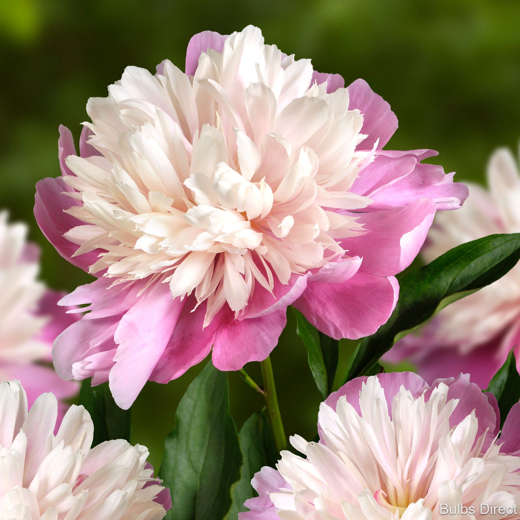 Lady Liberty Peonies | Buy Peony plants online | Bulbs Direct NZ