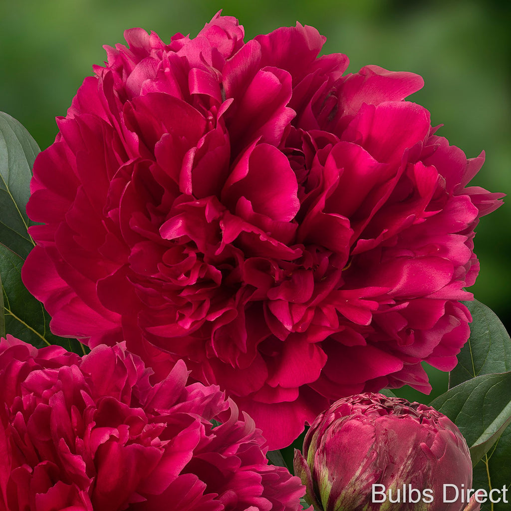 Red Peony Varieties 14 Peony Colors That Will Brighten Your Garden