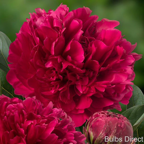 Red Magic Peonies | Buy Red Magic Peony Plants Online | Bulbs Direct
