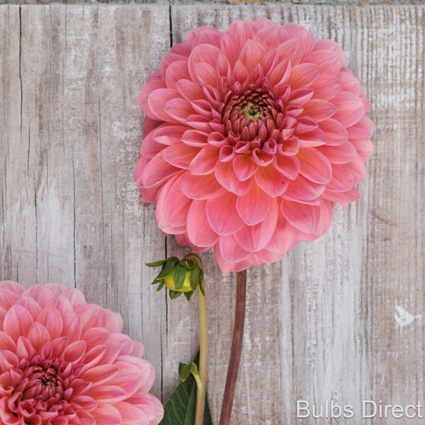 Pink Runner Dahlia | Buy Dahlia Tubers online | Bulbs Direct NZ