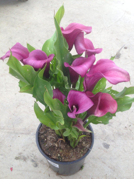 Purple Beauty Callas | Order Calla Lily Bulbs online | BulbsDirect ...