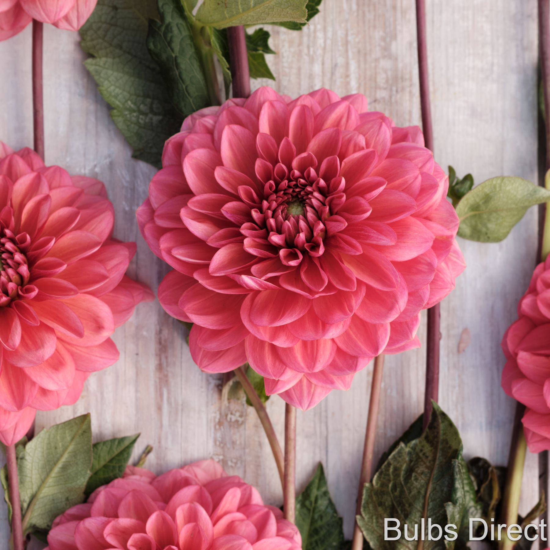 Salmon Runner Dahlia | Buy Dahlia Tubers online | Bulbs Direct NZ