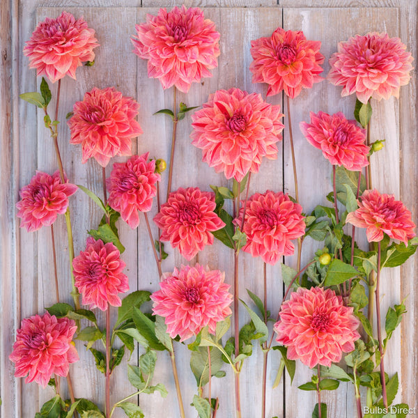 Sturm Princess Dahlias | Order Dahlia Tubers online - Bulbs Direct NZ