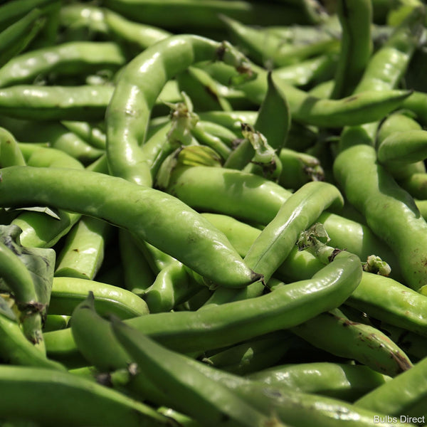 Janet Bean Seeds | Grow your own Beans | Bulbs Direct NZ