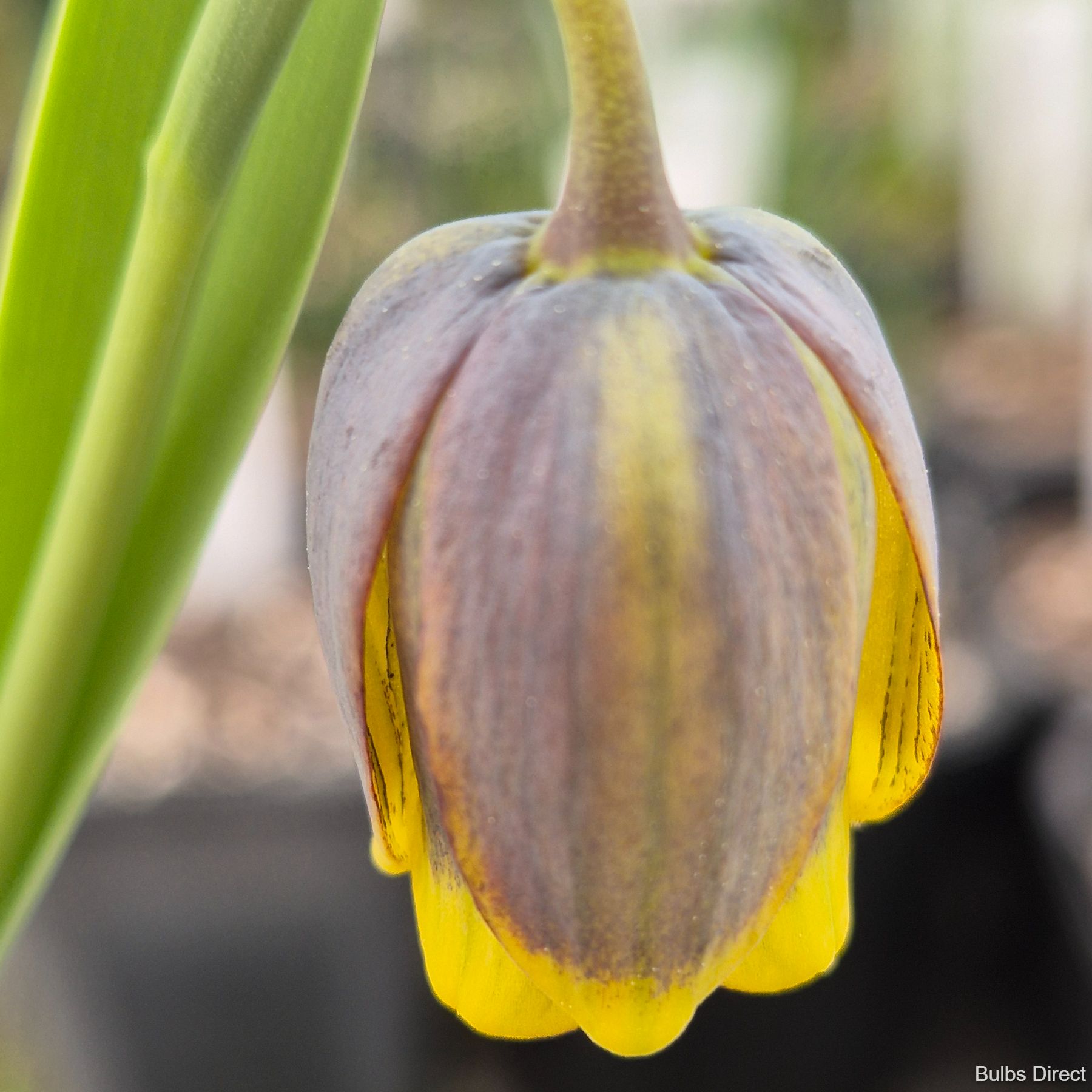 Fritillaria | Buy Fritillaria Bulbs Online | Bulbs Direct NZ