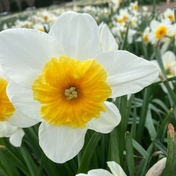 NZ Bred Daffodils | Order Daffodil Bulbs online | Bulbs Direct NZ