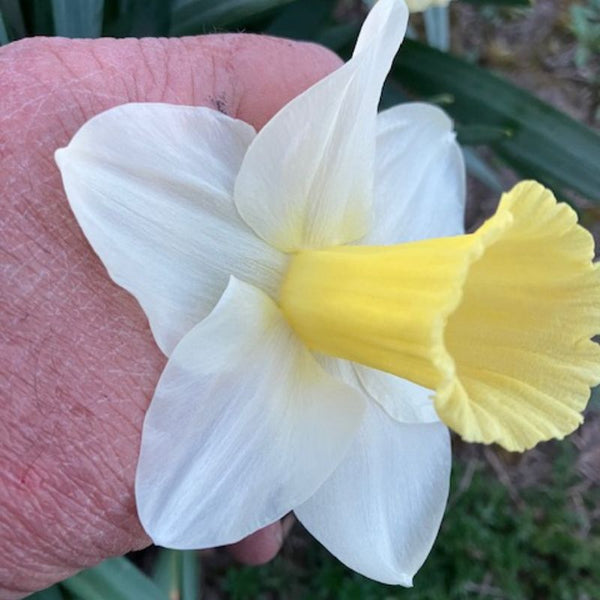 NZ Bred Daffodils | Order Daffodil Bulbs online | Bulbs Direct NZ