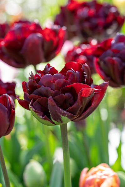 Tulip Palmyra | Buy Tulip Bulbs online | Bulbs Direct NZ