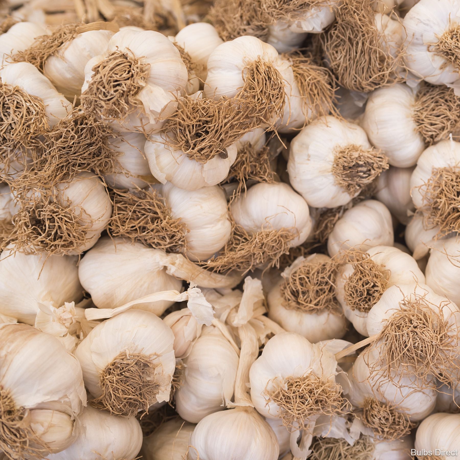 Fire Garlic | Order Seed Garlic Online | Bulbs Direct NZ