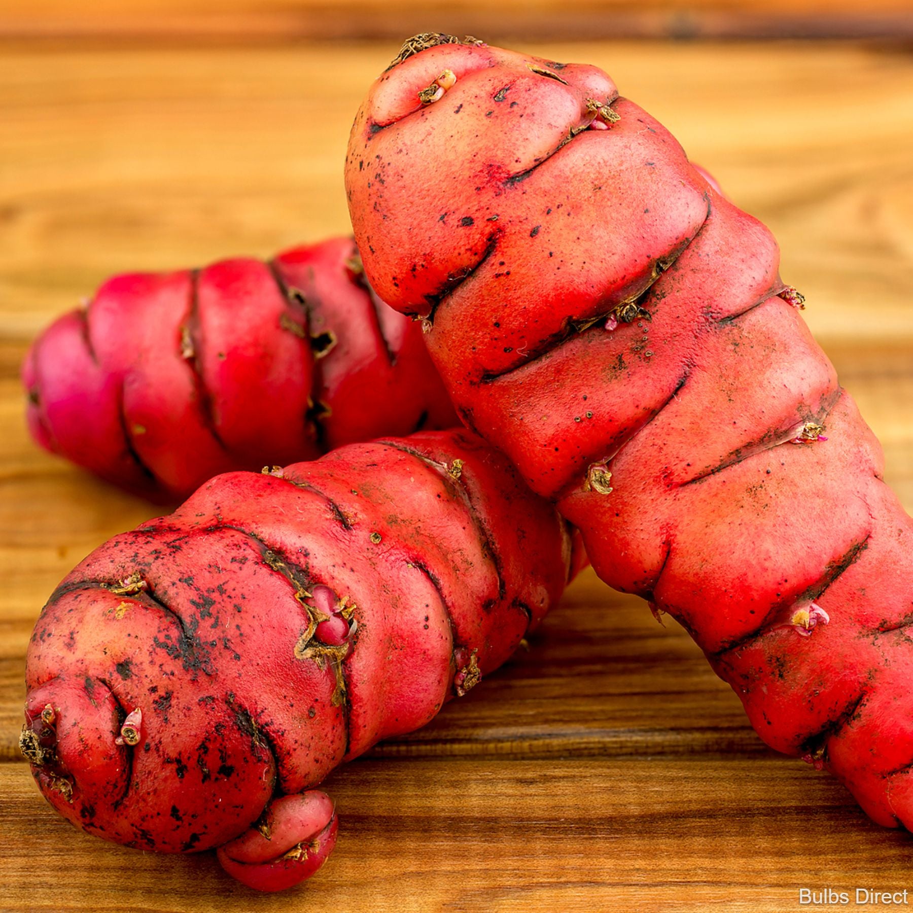 Red Yam Seed | Grow your own Yams | Bulbs Direct NZ