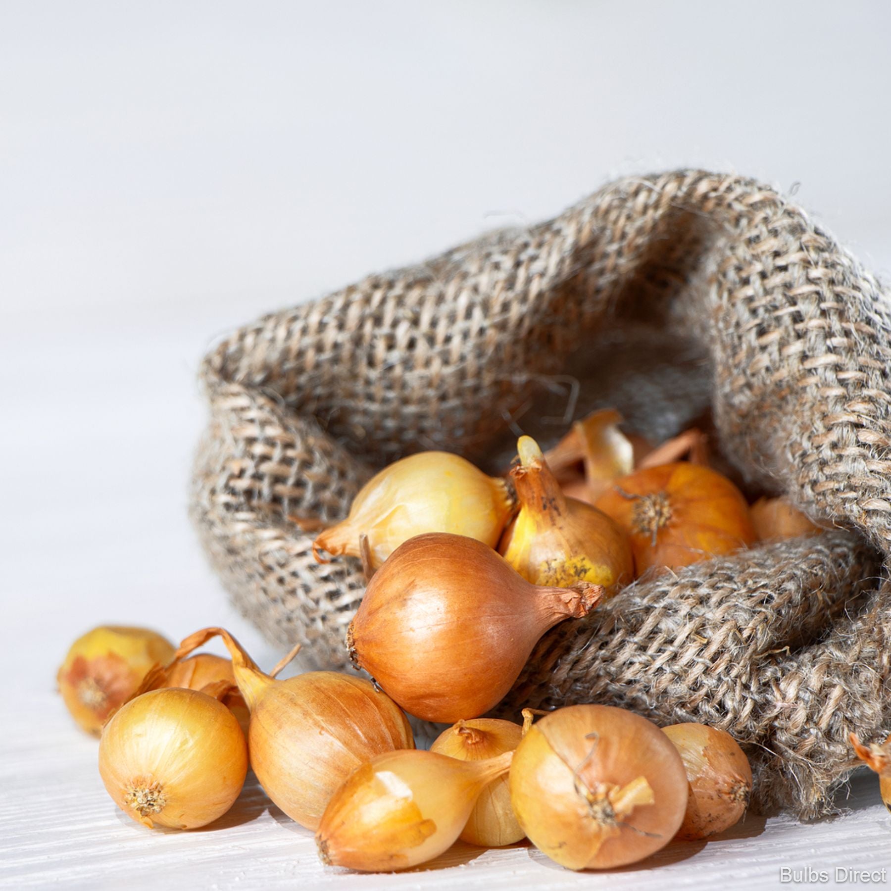 Onion Sets - Late Brown | Grow your own Onions | Bulbs Direct NZ
