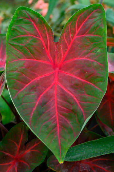 Caladium Blaze – Bulbs Direct