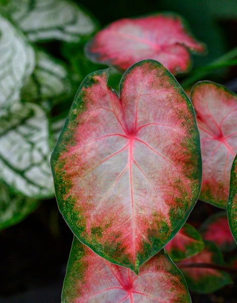 Caladium Kathleen – Bulbs Direct