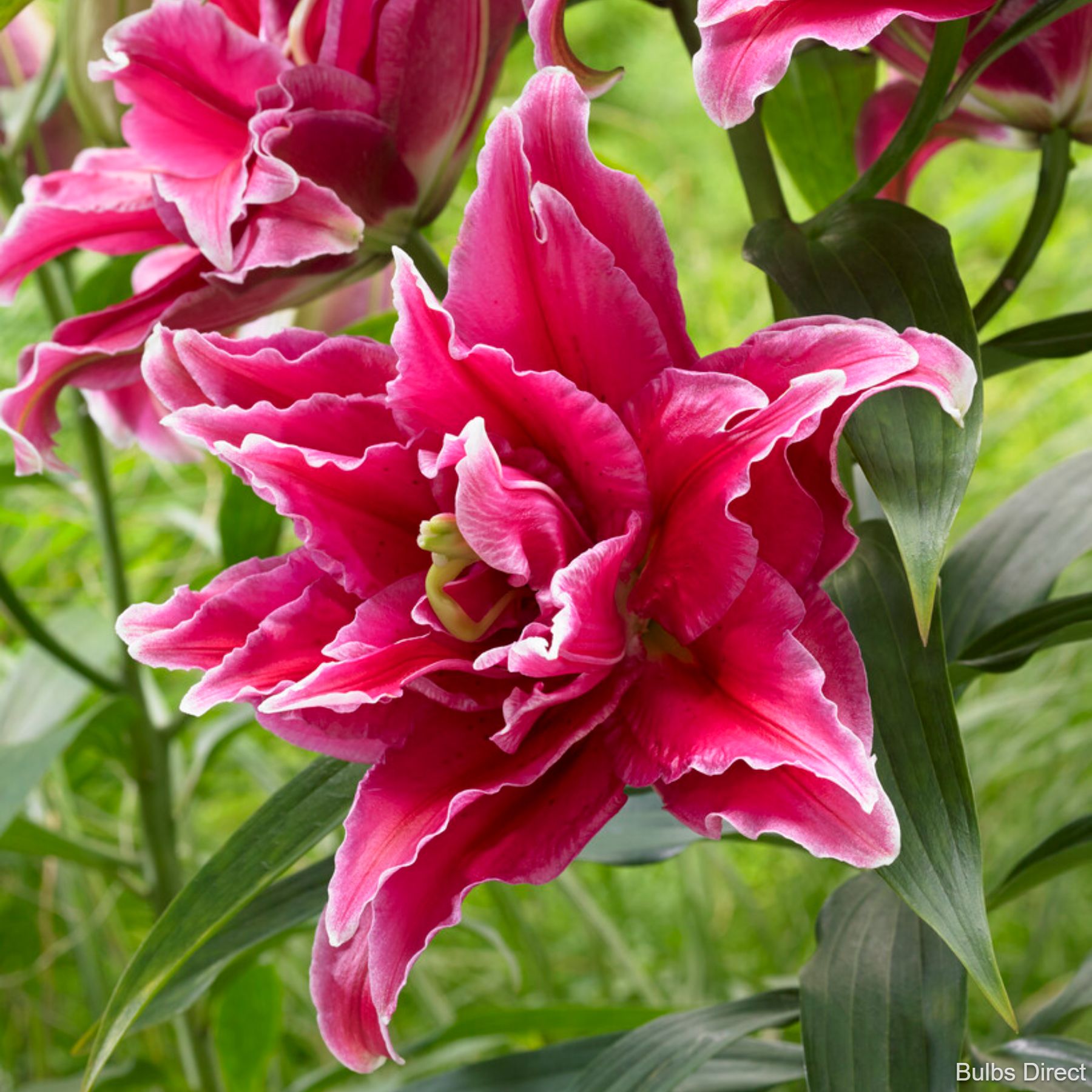 Double Fantasy Oriental Lily | Order Lily Bulbs online | Bulbs Direct NZ