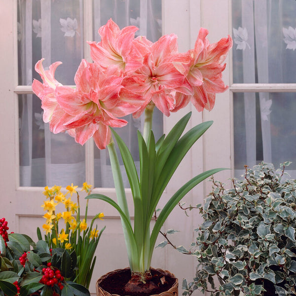 Hippeastrum Lady Jane | Peach & Pink Amaryllis | Bulbs Direct