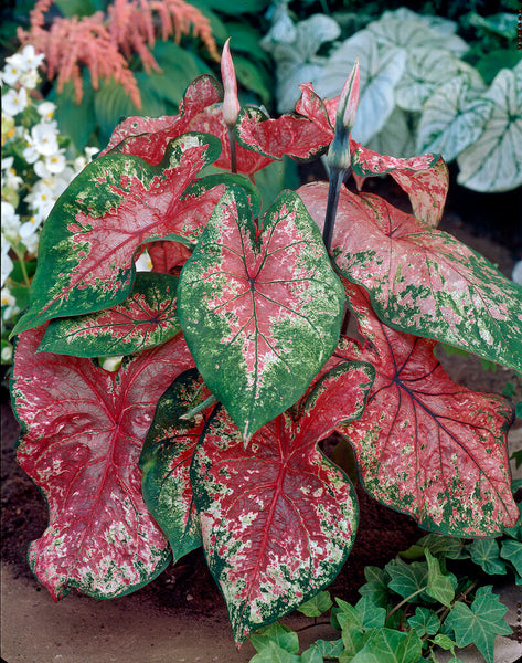 Caladium Fire Chief – Bulbs Direct
